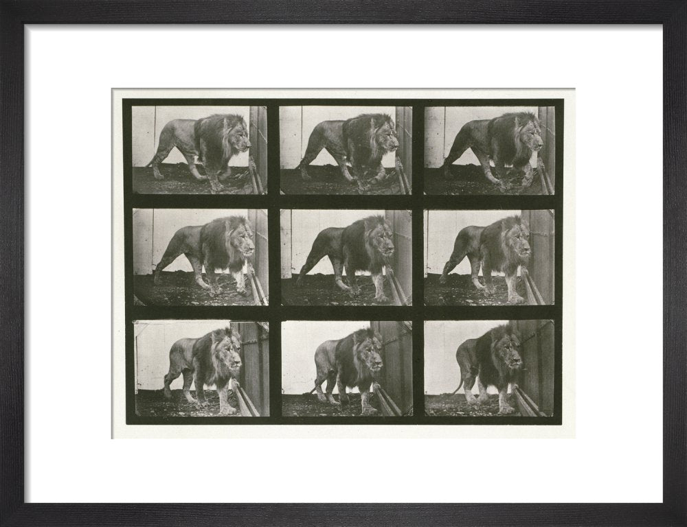 Lion; walking; from 'Animal Locomotion. An Electro-Photographic Invest ...